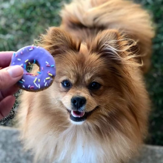 Pet Botanica Gourmet Doggy Donuts Little Dog Treats 6 Pack – Habitat ...